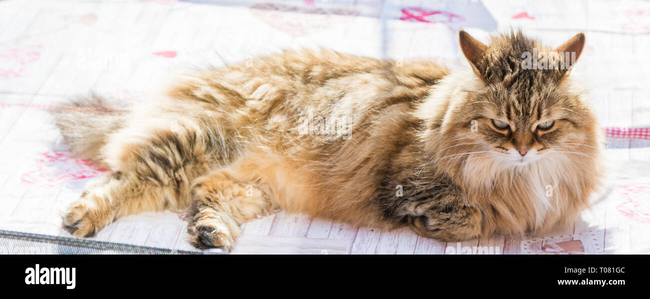 Cute fluffy kitten of siberian breed. Long haired cat of livestock ...