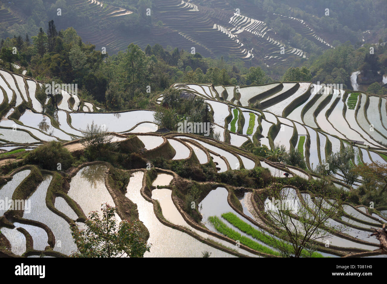 Yuanyang rice terraces with light reflections in Yunnan province, China ...