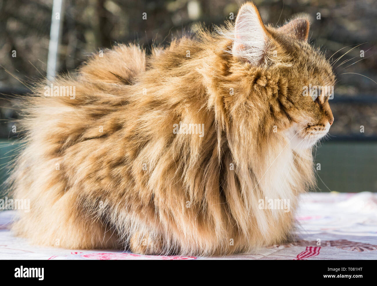 Cute fluffy kitten of siberian breed. Long haired cat of livestock ...