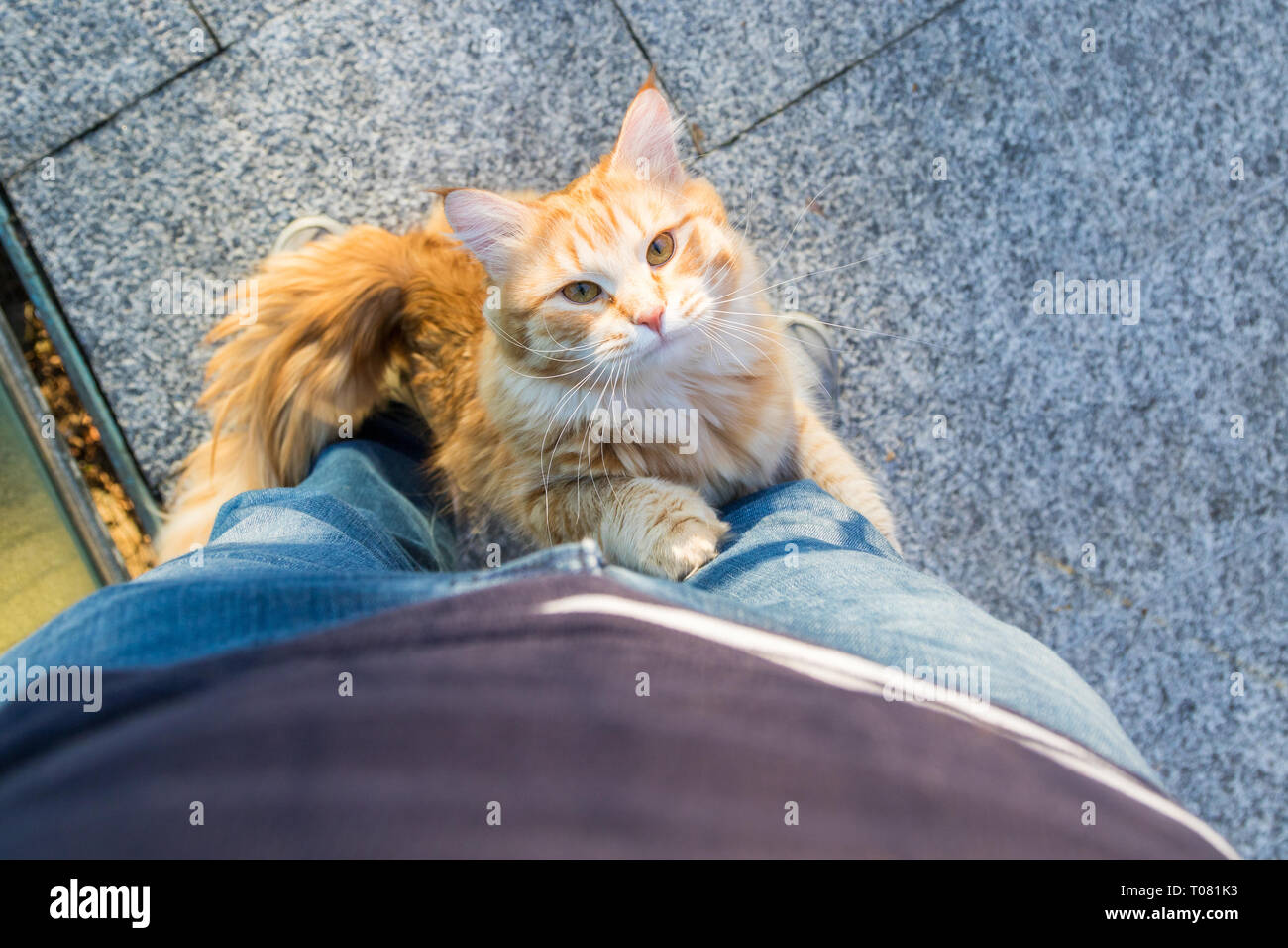 Cute fluffy kitten of siberian breed. Long haired cat of livestock ...
