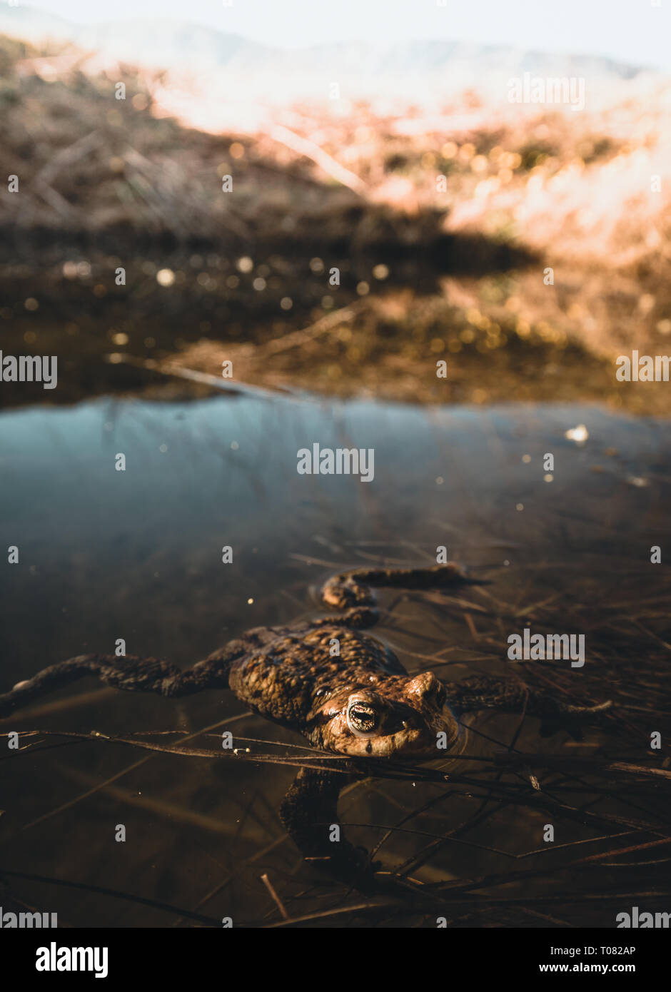 Tree underwater frog hi-res stock photography and images - Alamy
