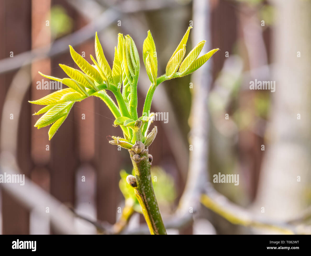 Freshly burst leaves of walnut tree close-up. Spring background Stock ...