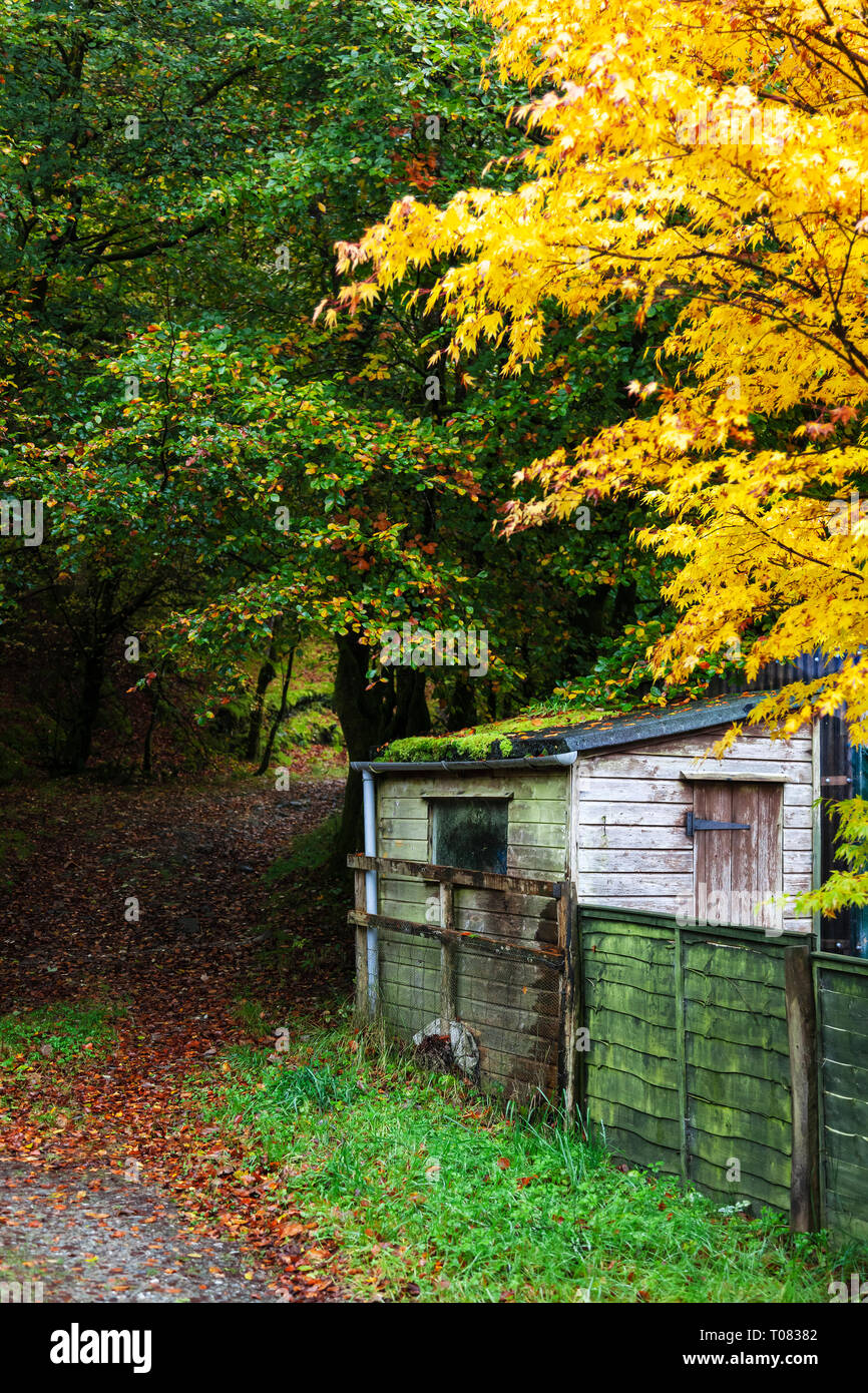 Old shed at the entrance to a path into the woods Stock Photo - Alamy