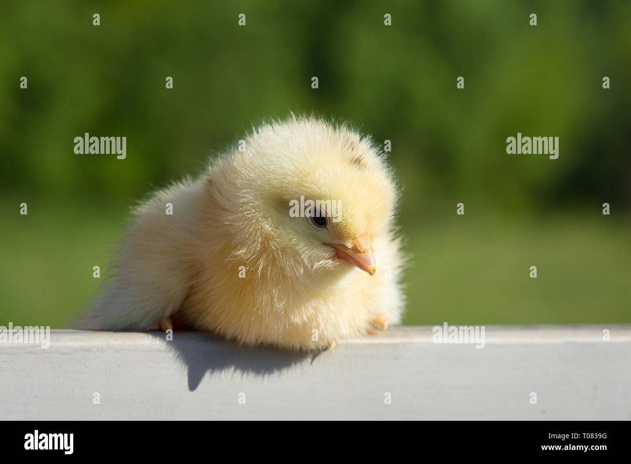 Chicken singing hi-res stock photography and images - Alamy