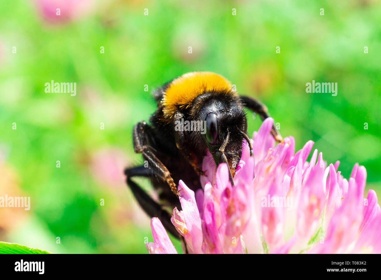 Red Clover Bee High Resolution Stock Photography and Images - Alamy