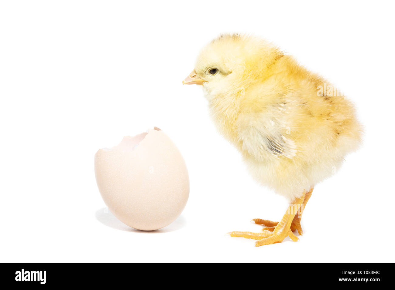 Egg village chicken Cut Out Stock Images & Pictures - Alamy