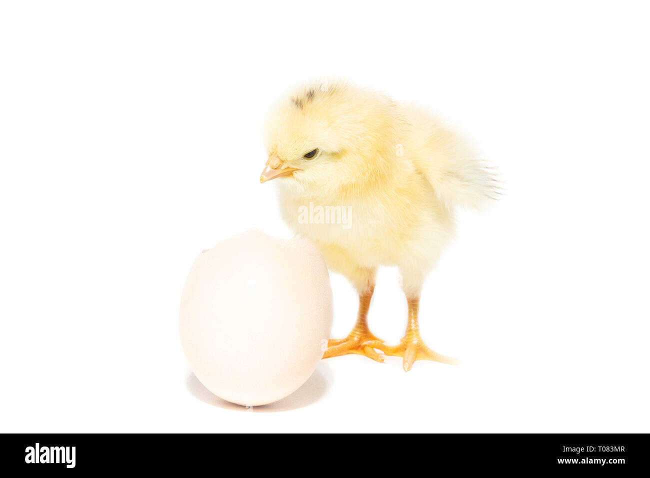Chicken hatching from egg farm hi-res stock photography and images - Alamy