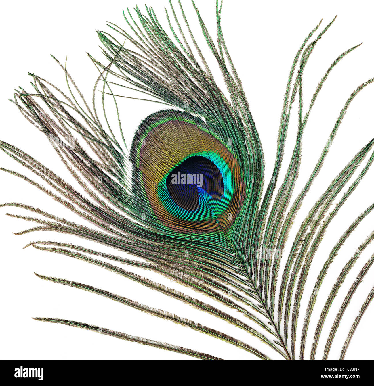 Peacock Tail Feathers