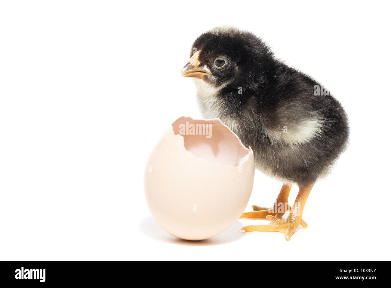 Chick hatching from shell Cut Out Stock Images & Pictures - Alamy