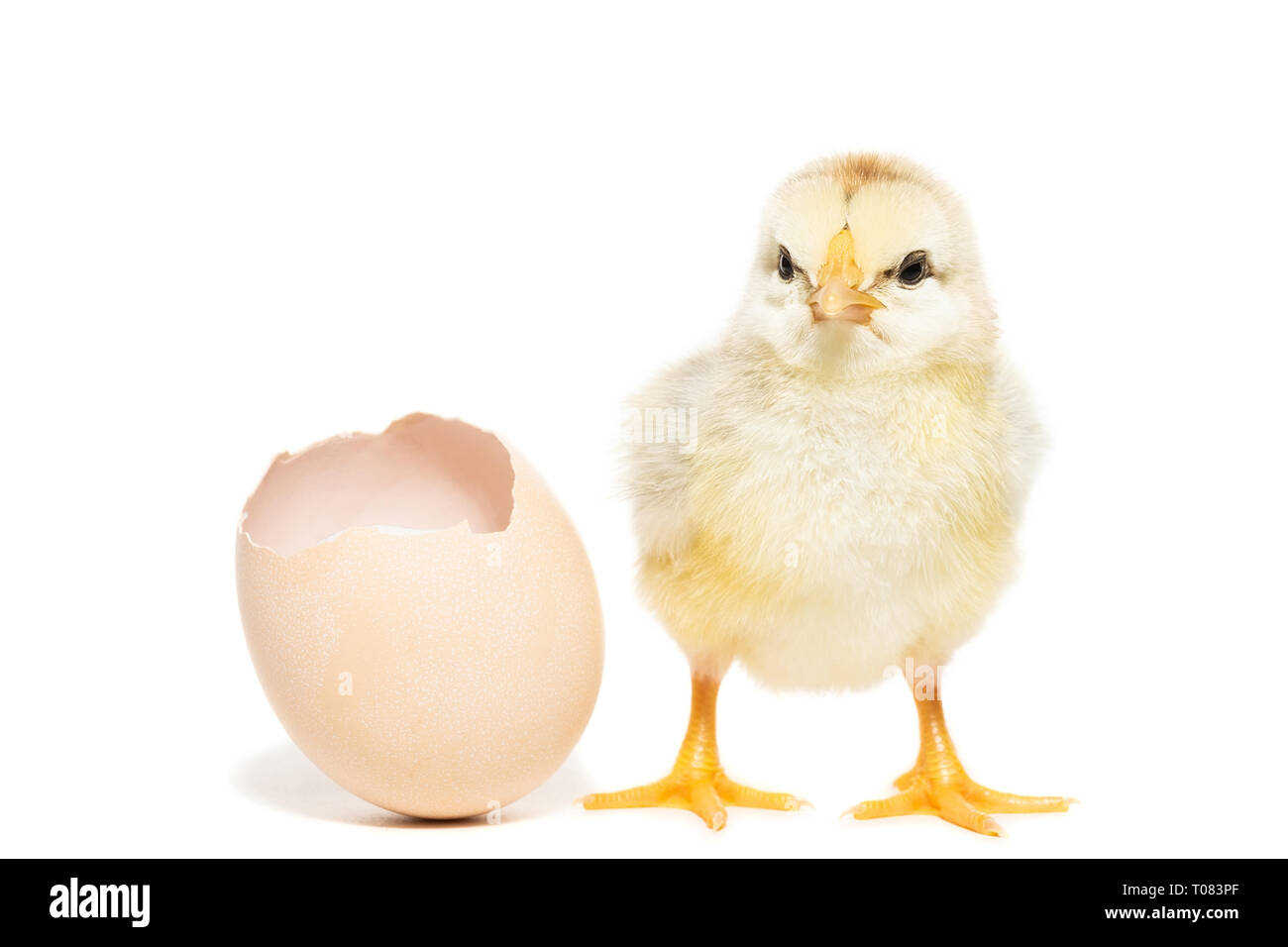 Chicken hatched from the shell, yellow chicken, village, summer Stock ...