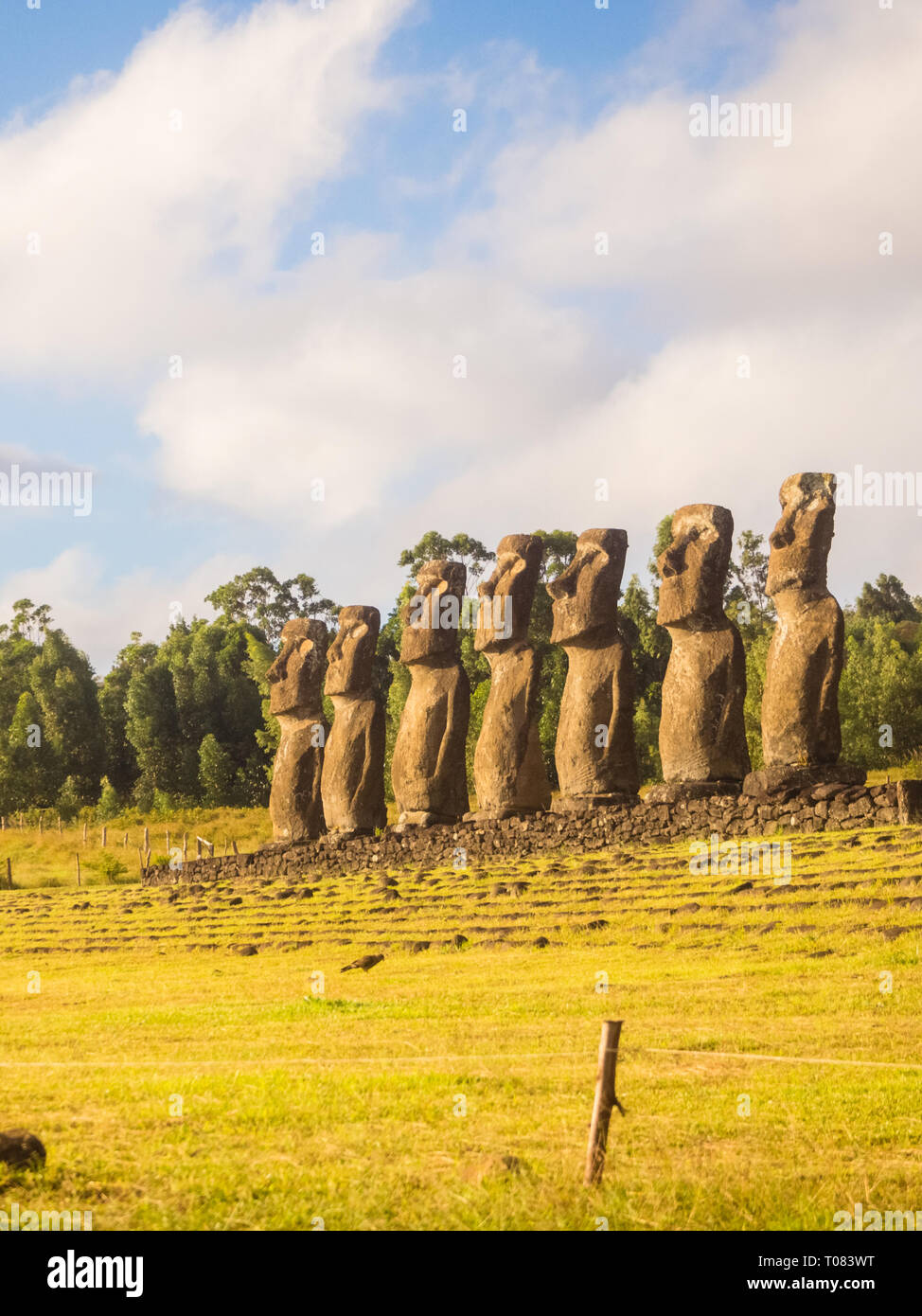 Sunset Seven moai of Ahu Akivi, Easter Island, Chile Stock Photo - Alamy