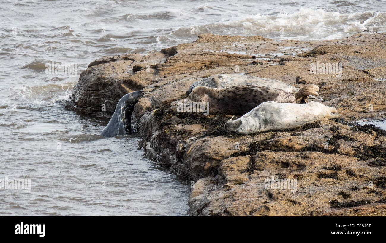 Grey seals on the rocks by St. Mary's lighthouse, Northumberland Stock ...