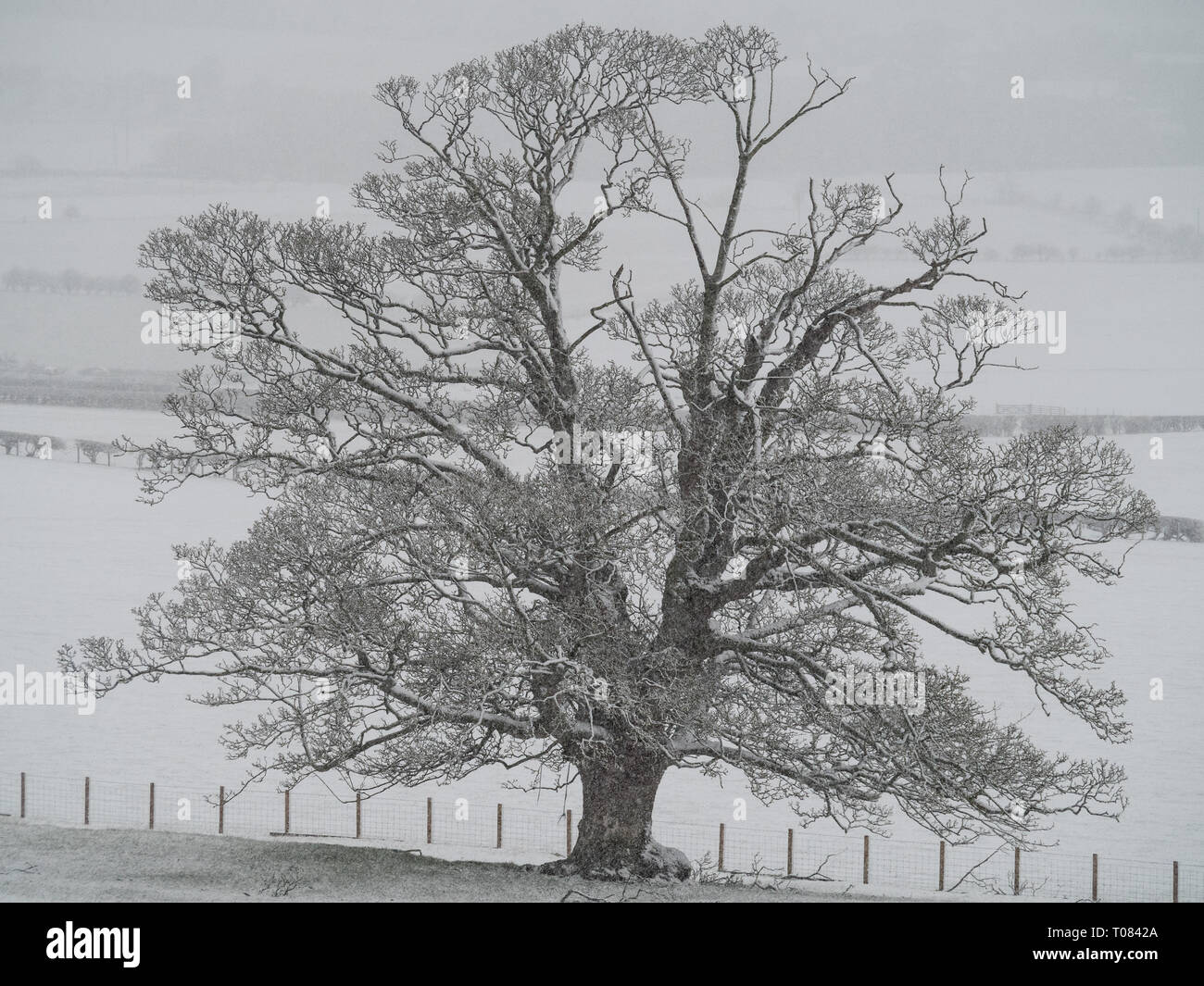 An oak tree in the snow near Rothbury, Northumberland. Quercus Robur ...