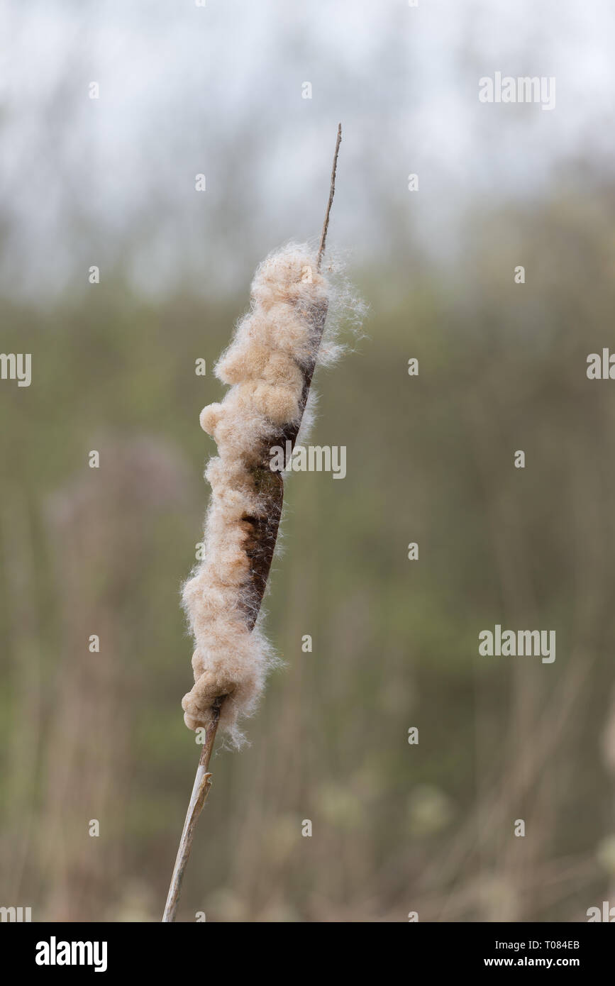 Bulrush Plants High Resolution Stock Photography and Images - Alamy