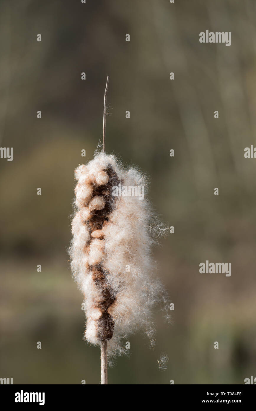 Why Does A Bulrush Or Cattail Explode