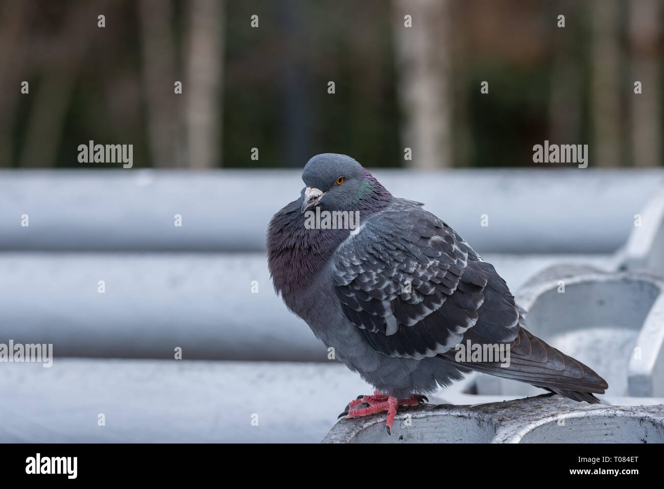 Pigeon perched on steel work Stock Photo - Alamy