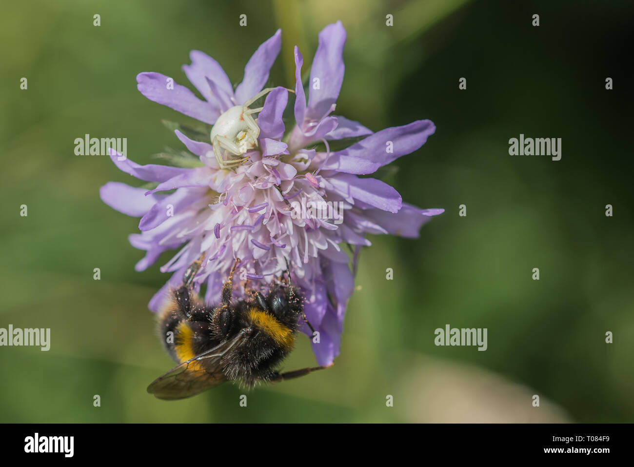 Spider flower plants hi-res stock photography and images - Alamy