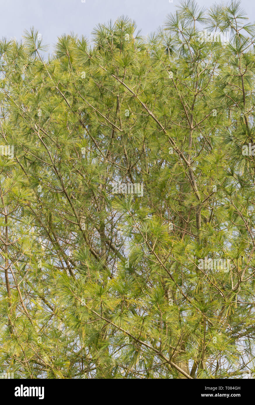 Pine type tree Stock Photo - Alamy