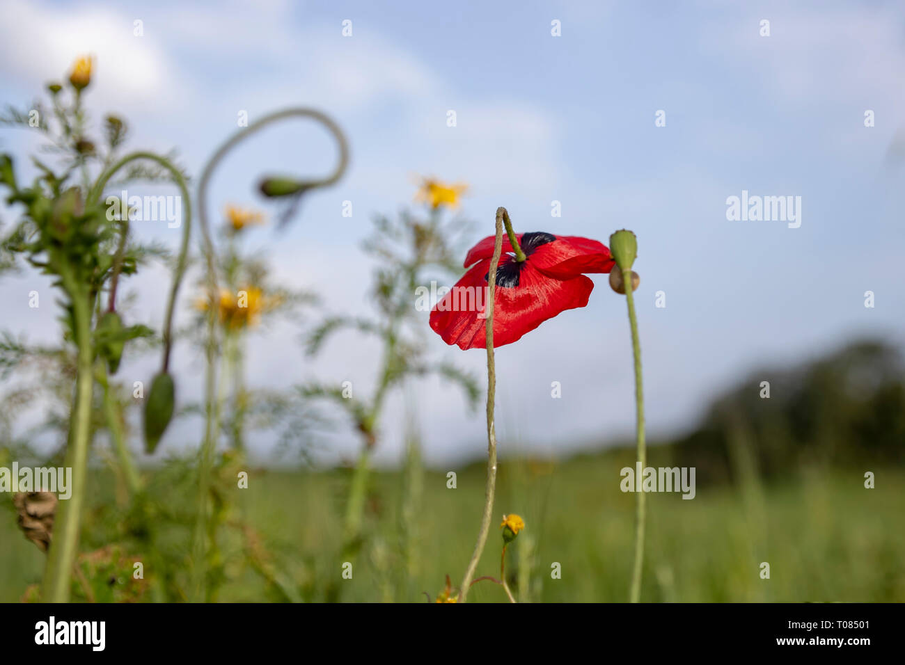 Back view of a red poppy flower on a blurred background close-up Stock ...