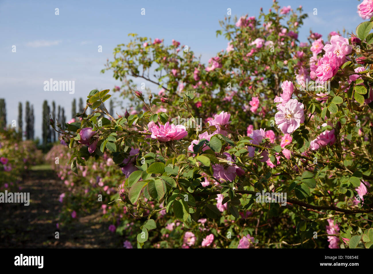 Valley of the roses bulgaria hi-res stock photography and images - Alamy