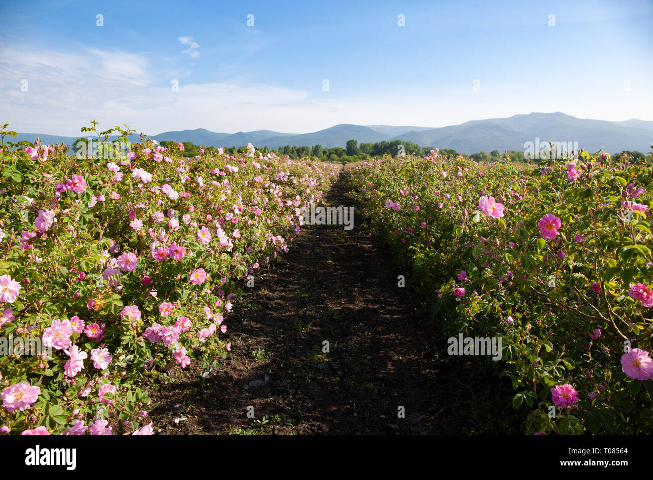 Rose field bulgaria hi-res stock photography and images - Alamy