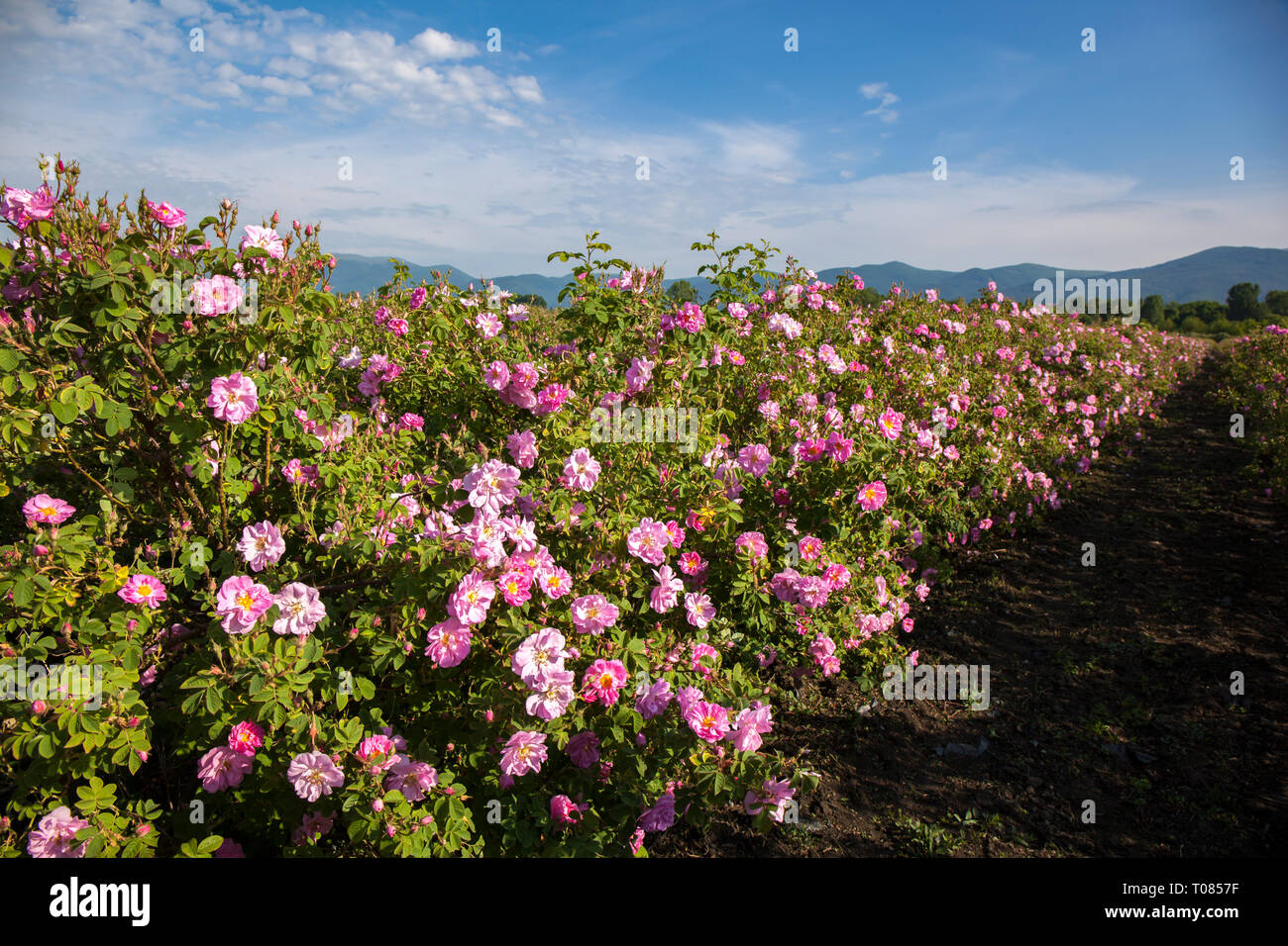 A lot of roses in a countryside farm before collecting Stock Photo - Alamy