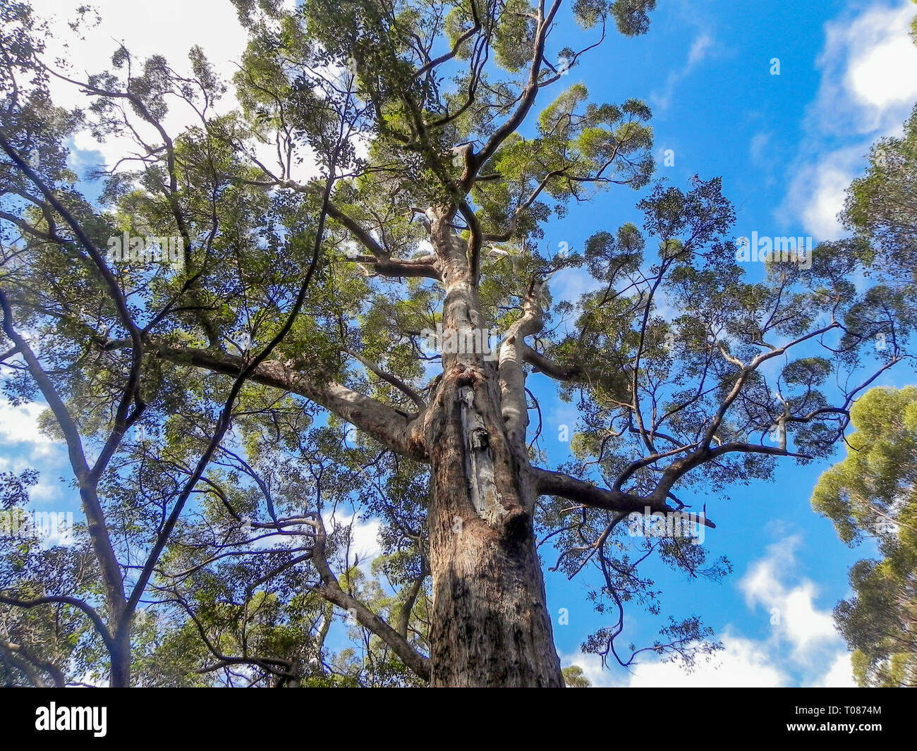 big gum tree in south western australia Stock Photo - Alamy