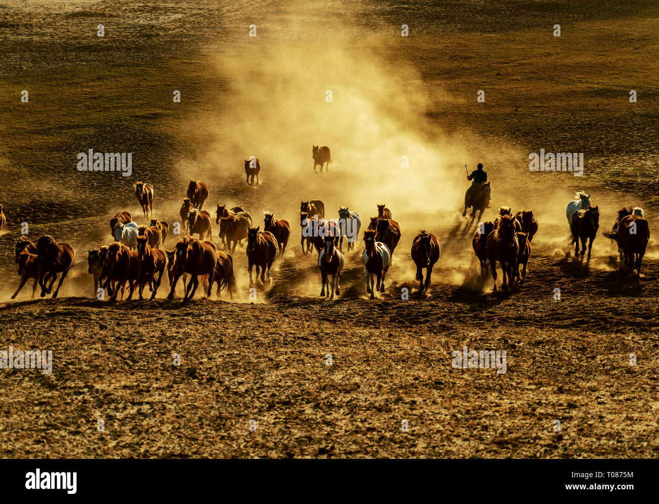 Horses run dust herd hi-res stock photography and images - Alamy