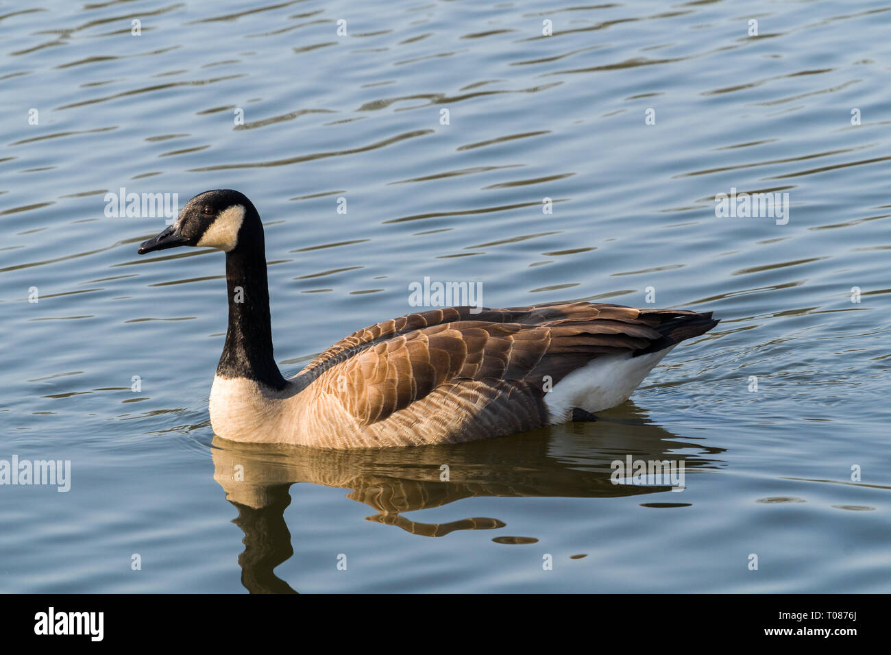 Goose in a lake Stock Photo - Alamy