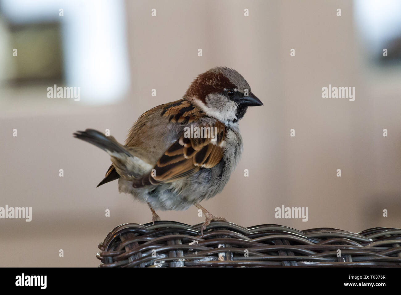Sparrow Bird Chair High Resolution Stock Photography and Images - Alamy