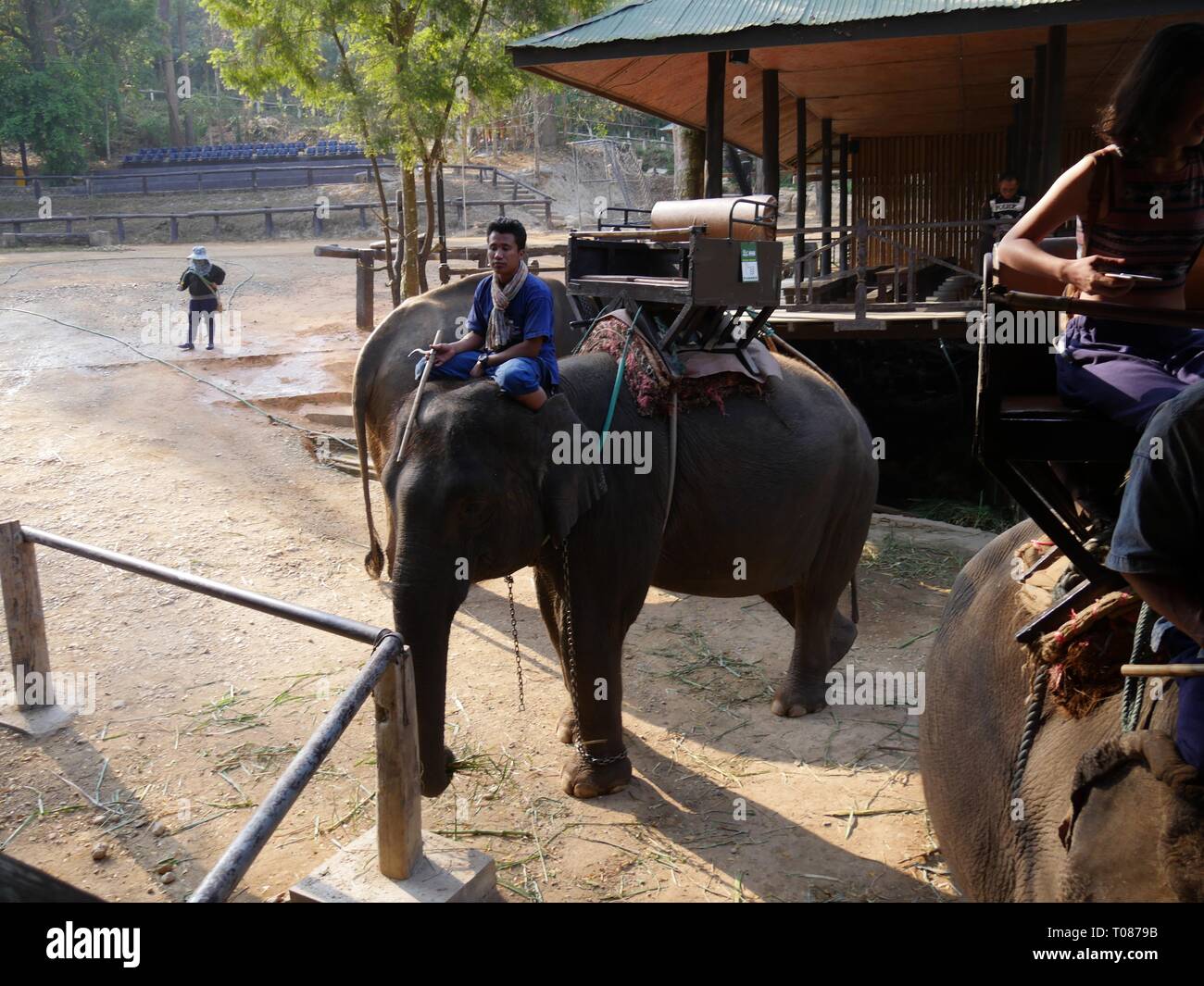 CHIANG MAI, THAILAND--MARCH 2018: Elephants wait for riders on a ...