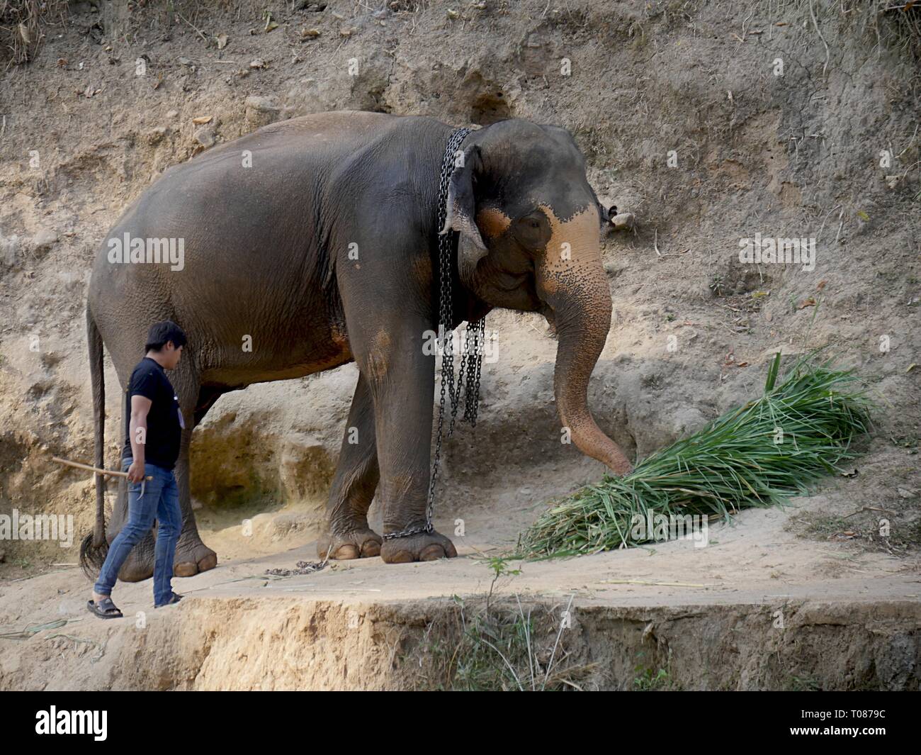 CHIANG MAI, THAILAND--MARCH 2018: An elephant hauls a bunch of grass ...