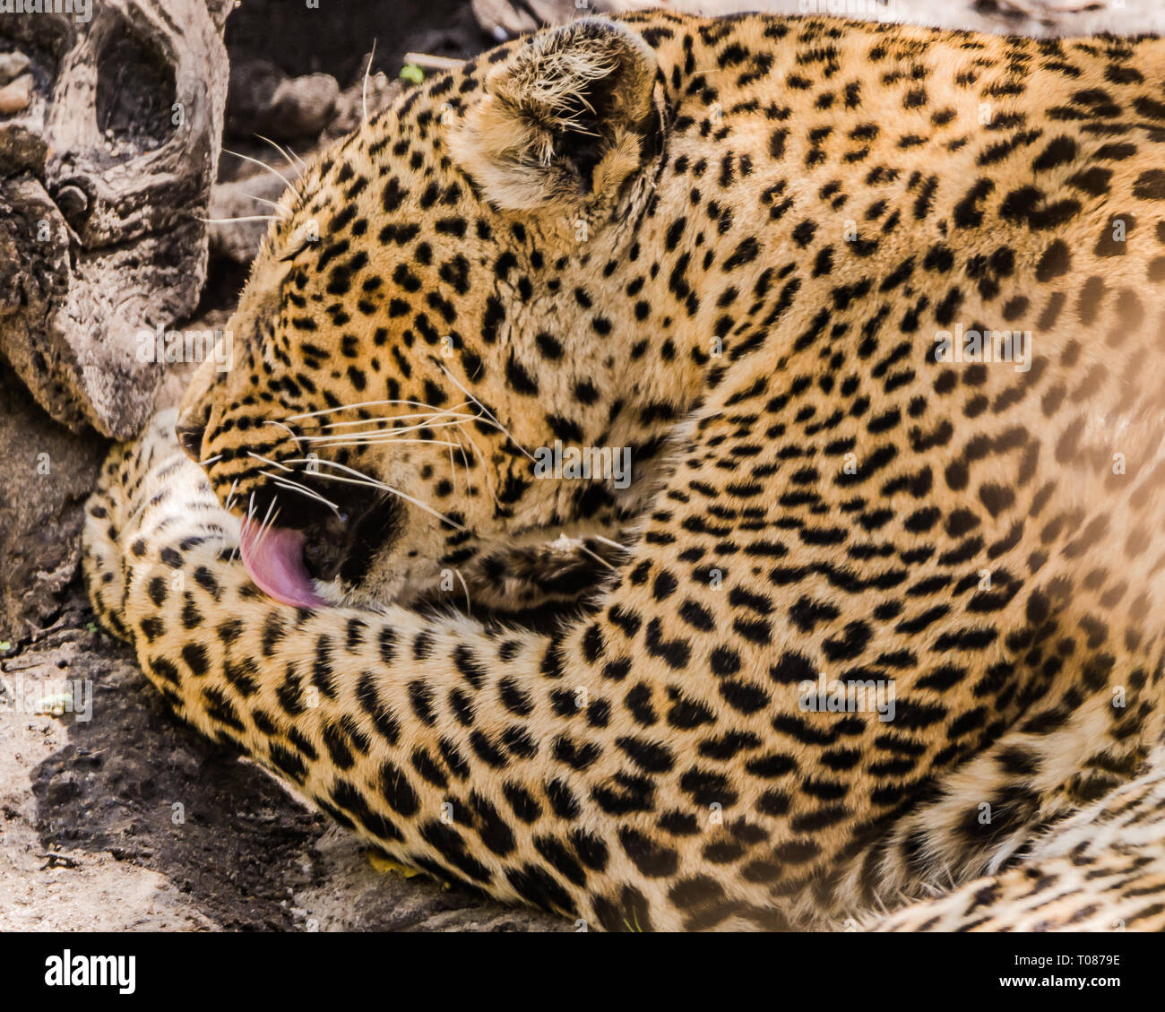 Leopard life hi-res stock photography and images - Alamy
