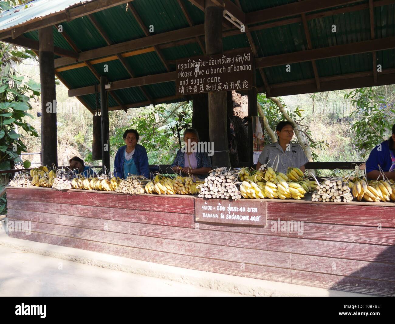 CHIANG MAI, THAILAND--MARCH 2018: Elephant camp staff sell ripe bananas ...