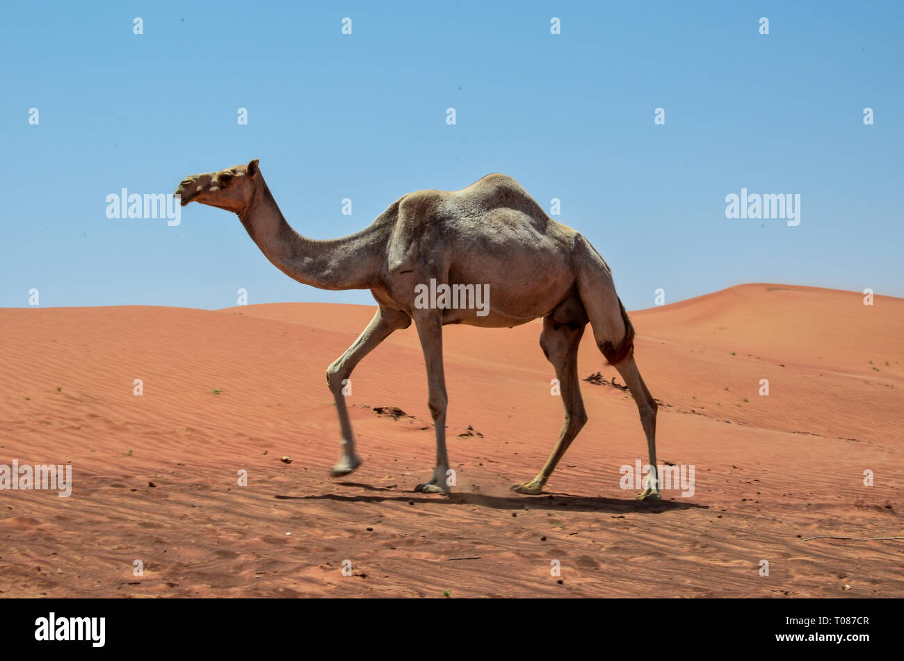 Camel in a sandstorm hi-res stock photography and images - Alamy