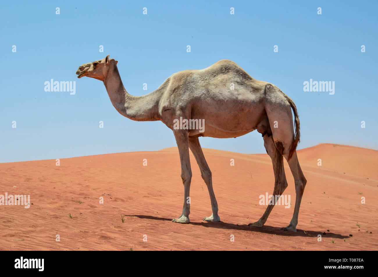 a camel walking in the desert Stock Photo - Alamy