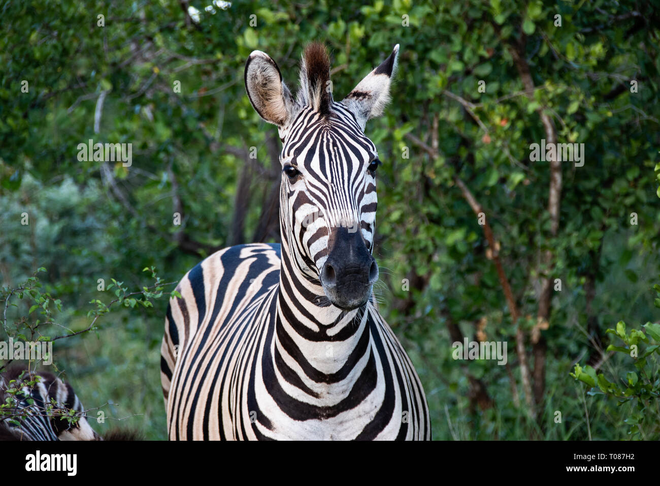Baby zebra eating grass hi-res stock photography and images - Alamy