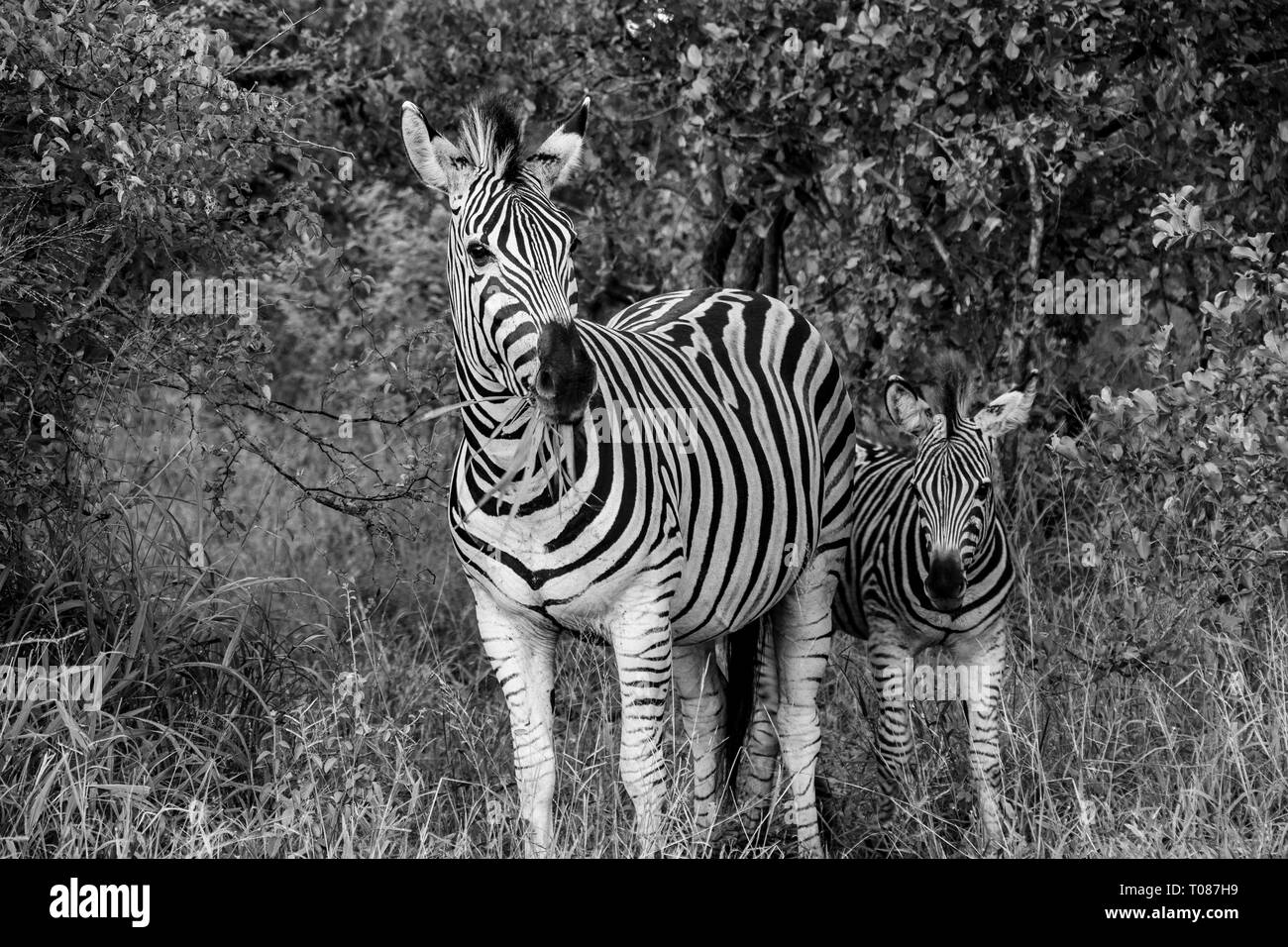 Baby zebra cute Black and White Stock Photos & Images - Alamy