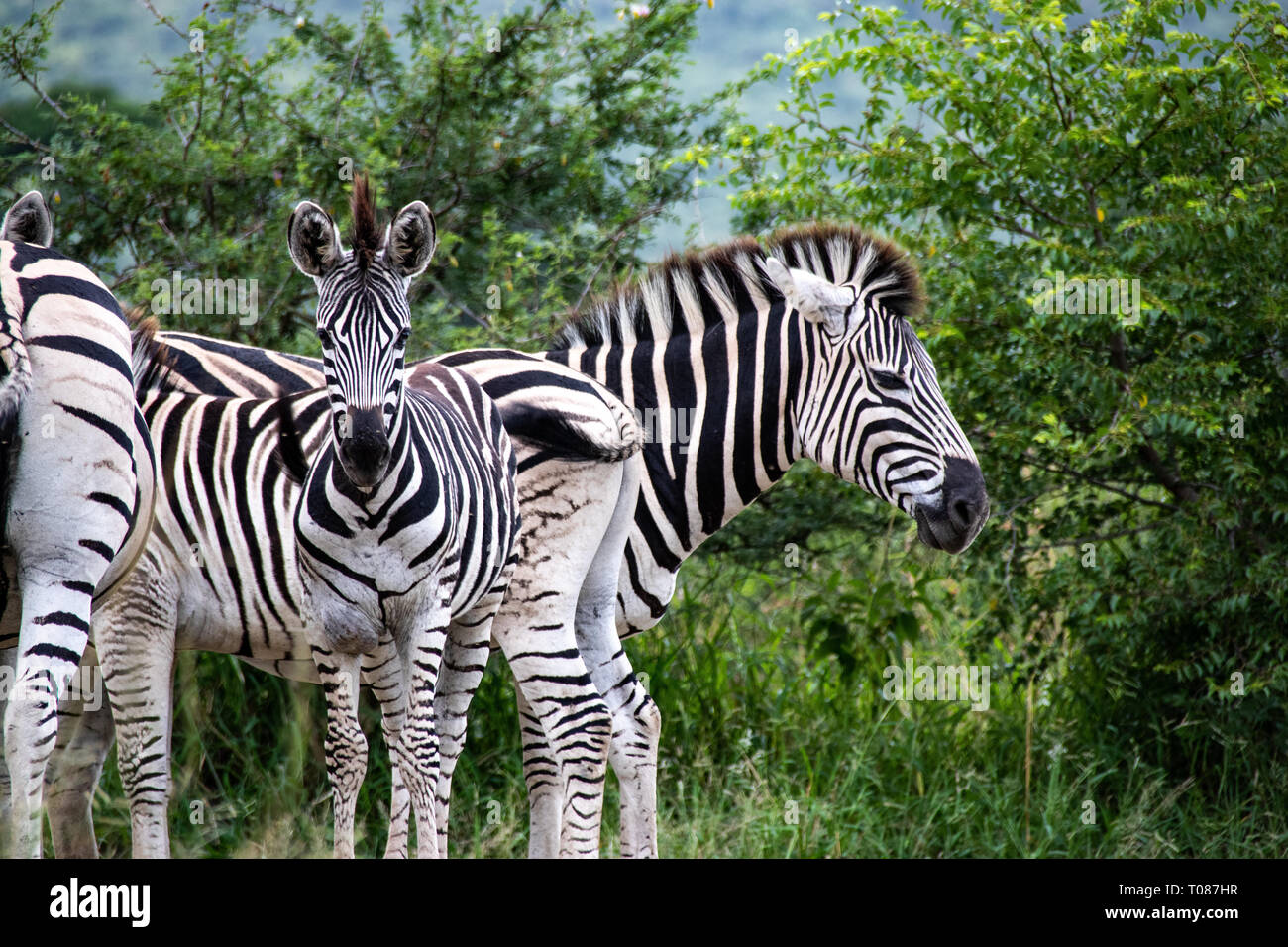 Zebra baby animal hi-res stock photography and images - Alamy