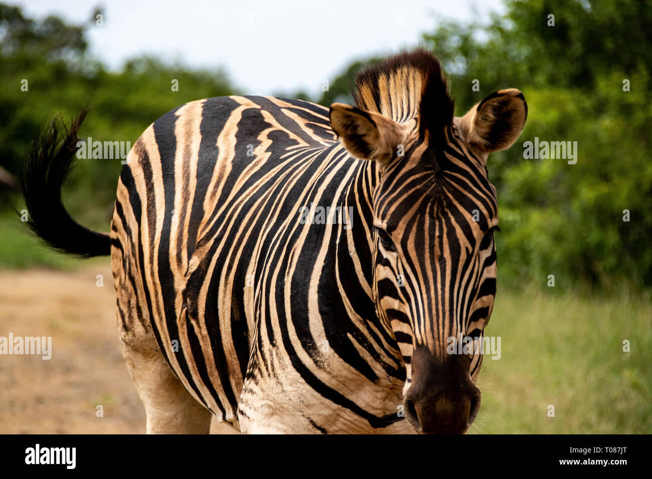 Baby zebra eating grass hi-res stock photography and images - Alamy