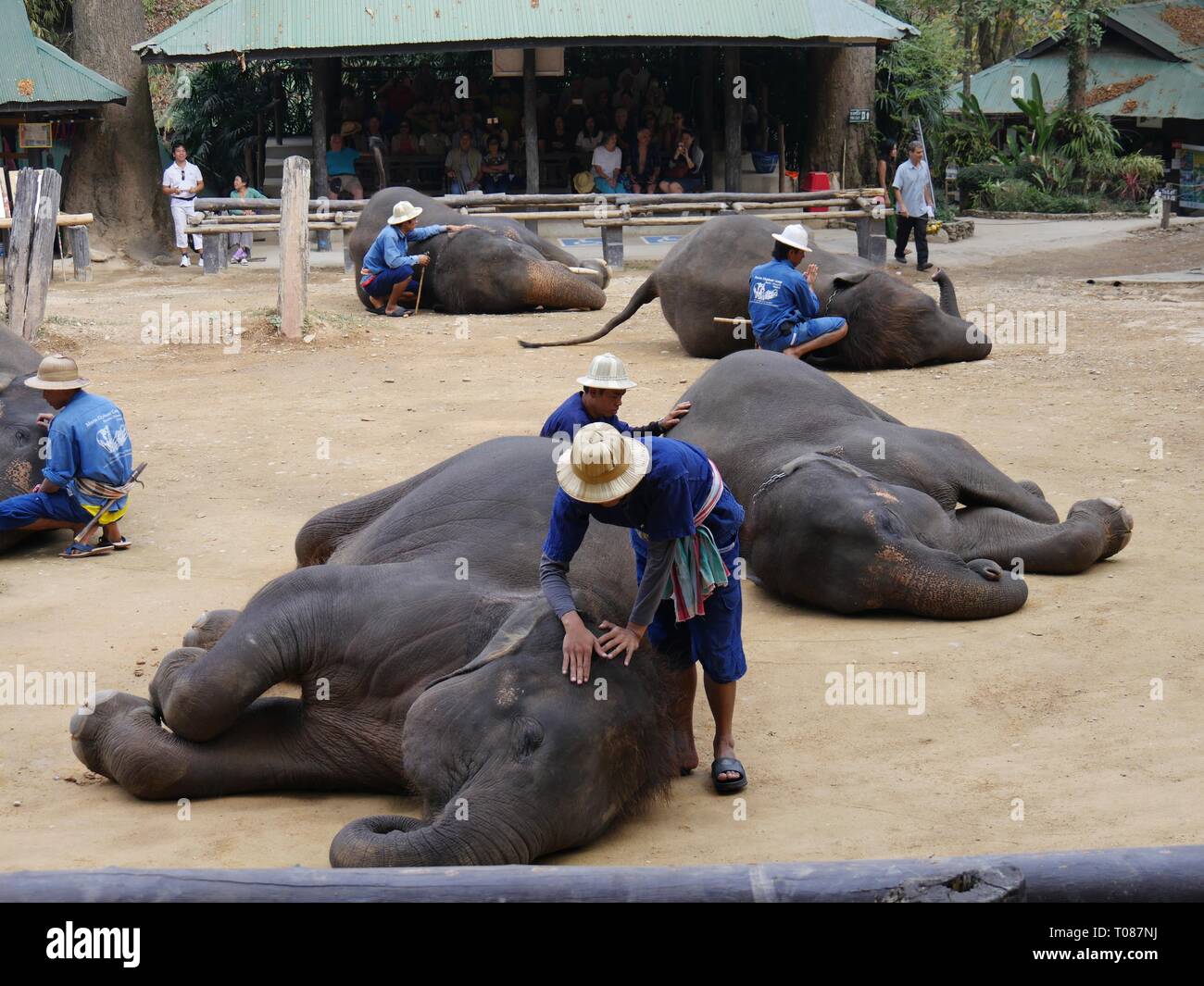 CHIANG MAI, THAILAND--MARCH 2018: Elephants show obedience to orders by ...