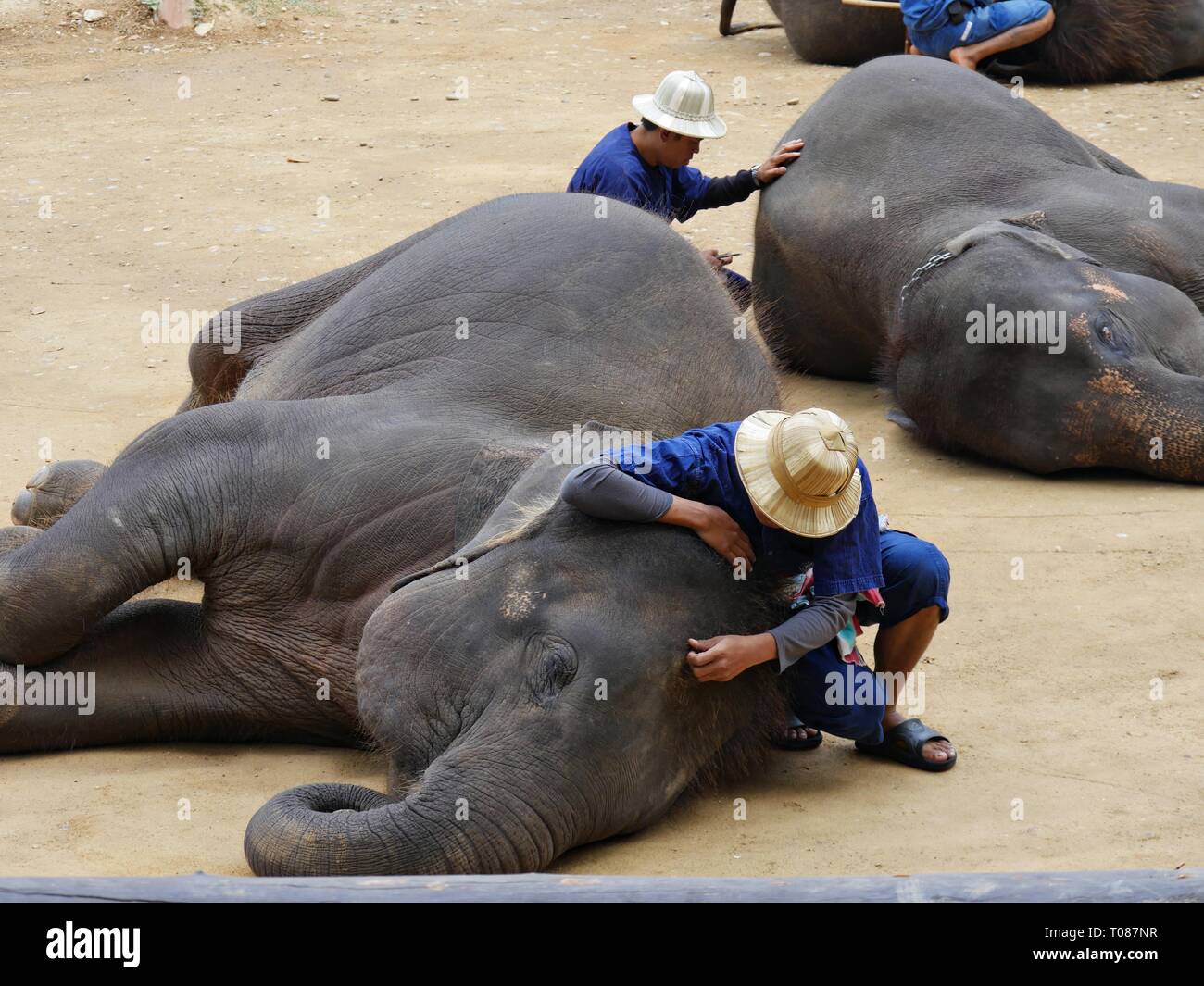 CHIANG MAI, THAILAND--MARCH 2018: A trainer scratches an elephants head ...