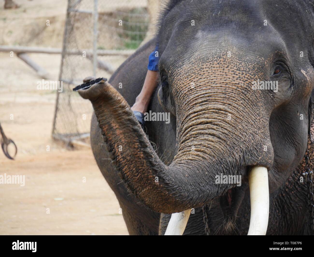 Elephant trunk raised sculpture hi-res stock photography and images - Alamy
