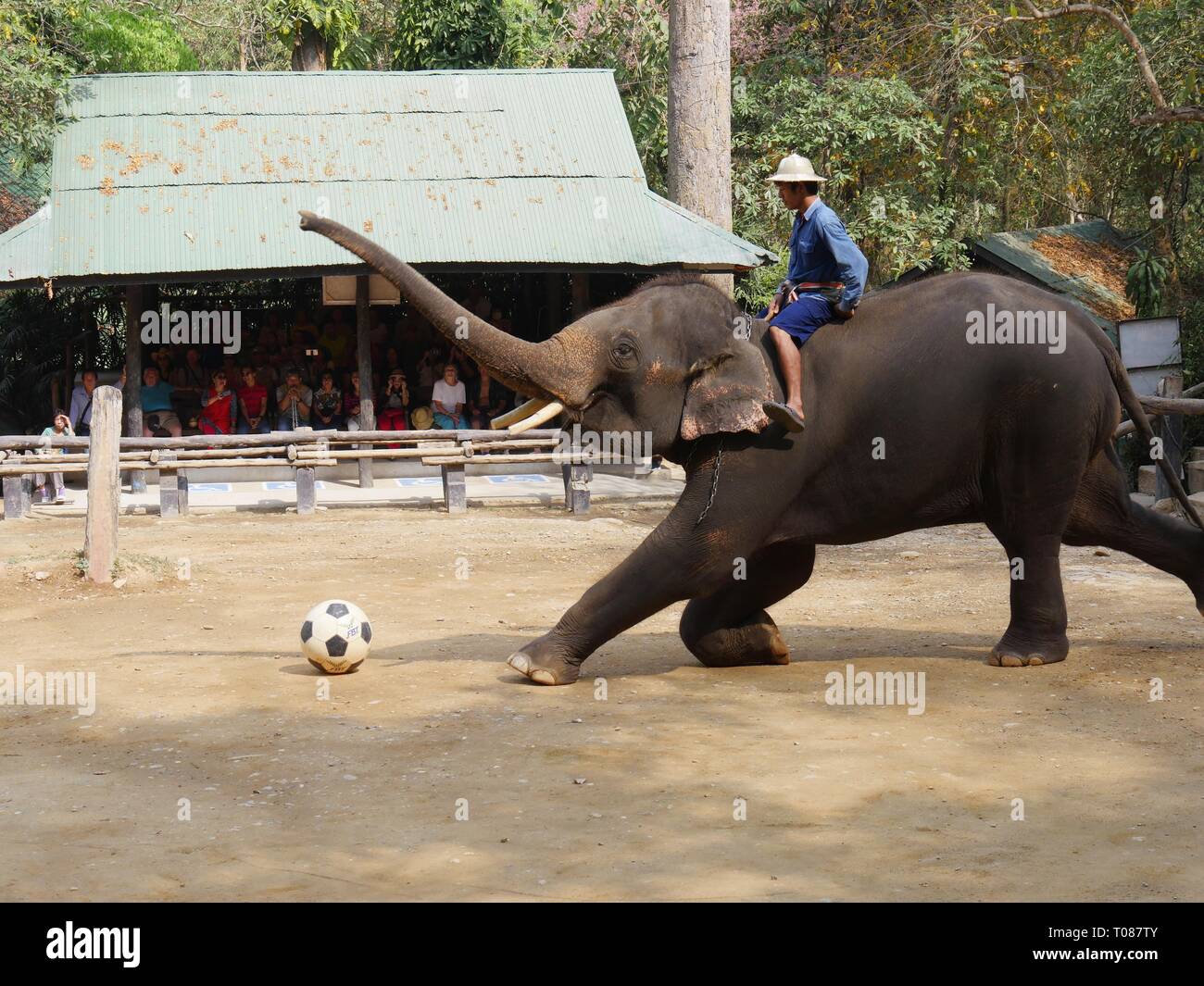 CHIANG MAI, THAILAND--MARCH 2018: An elephant gets ready to kick a ...