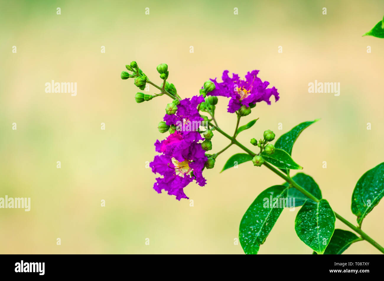 Purple crape myrtle flowers Stock Photo - Alamy
