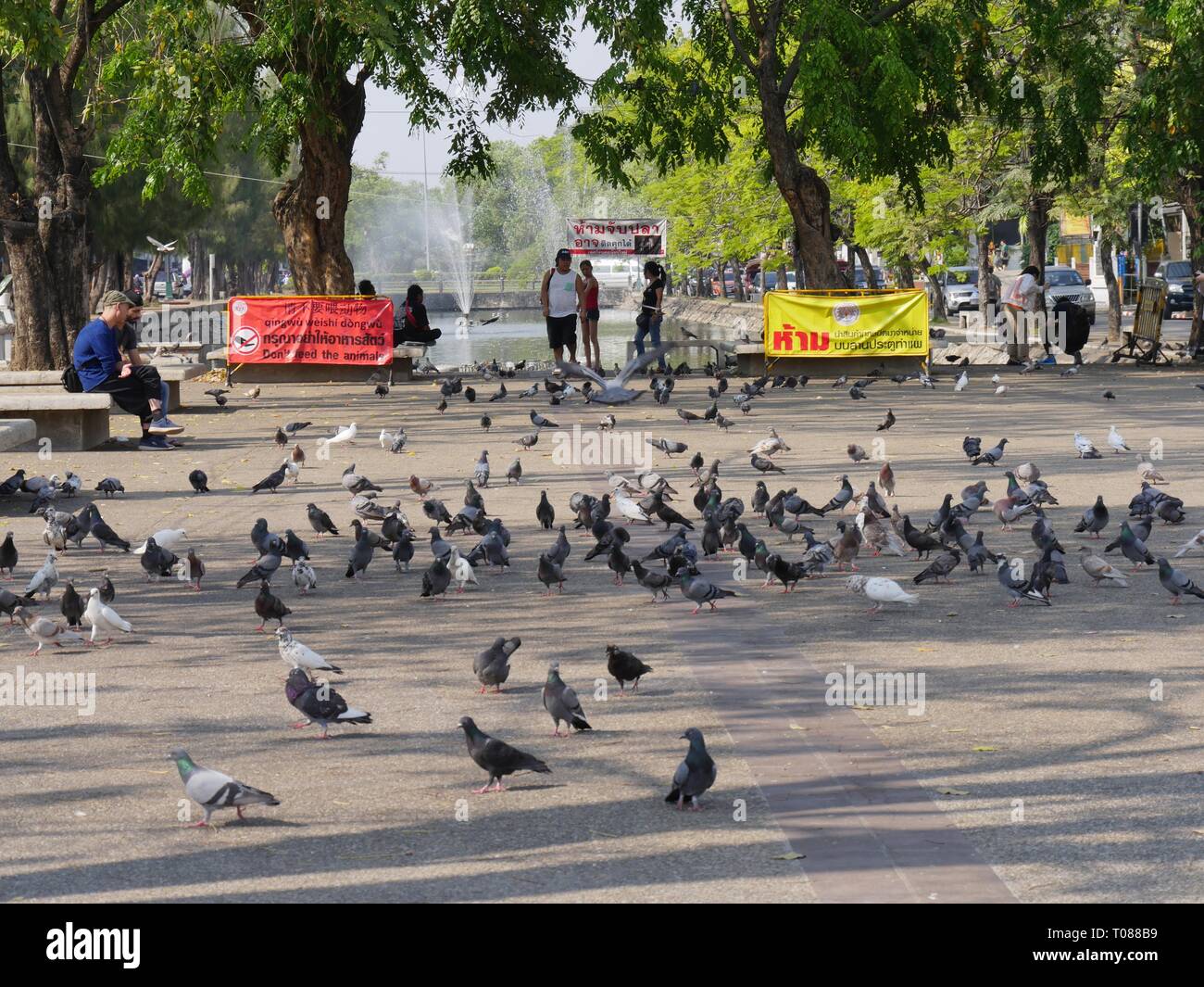 CHIANG MAI, THAILAND—MARCH 2018: The usual flock of pigeons at the Tha ...
