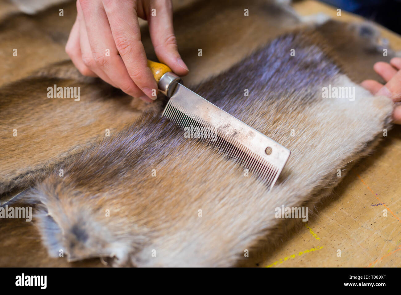 Professional male skinner, furrier working with mink fur skin at ...