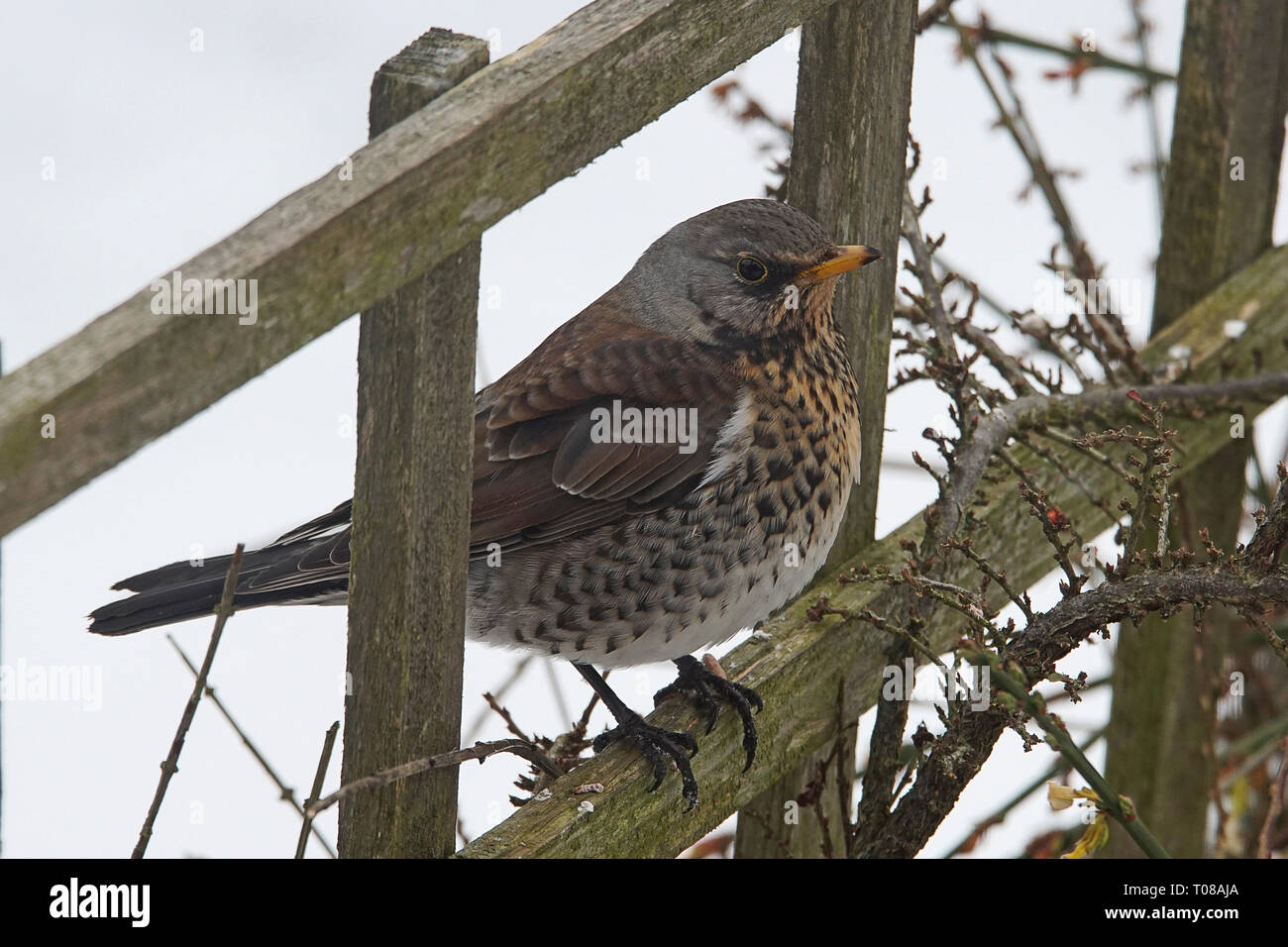 A Fieldfare, Turdis pilaris, visiting a UK garden in winter with snow ...
