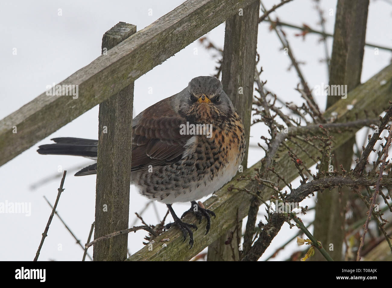 Turdis hi-res stock photography and images - Alamy