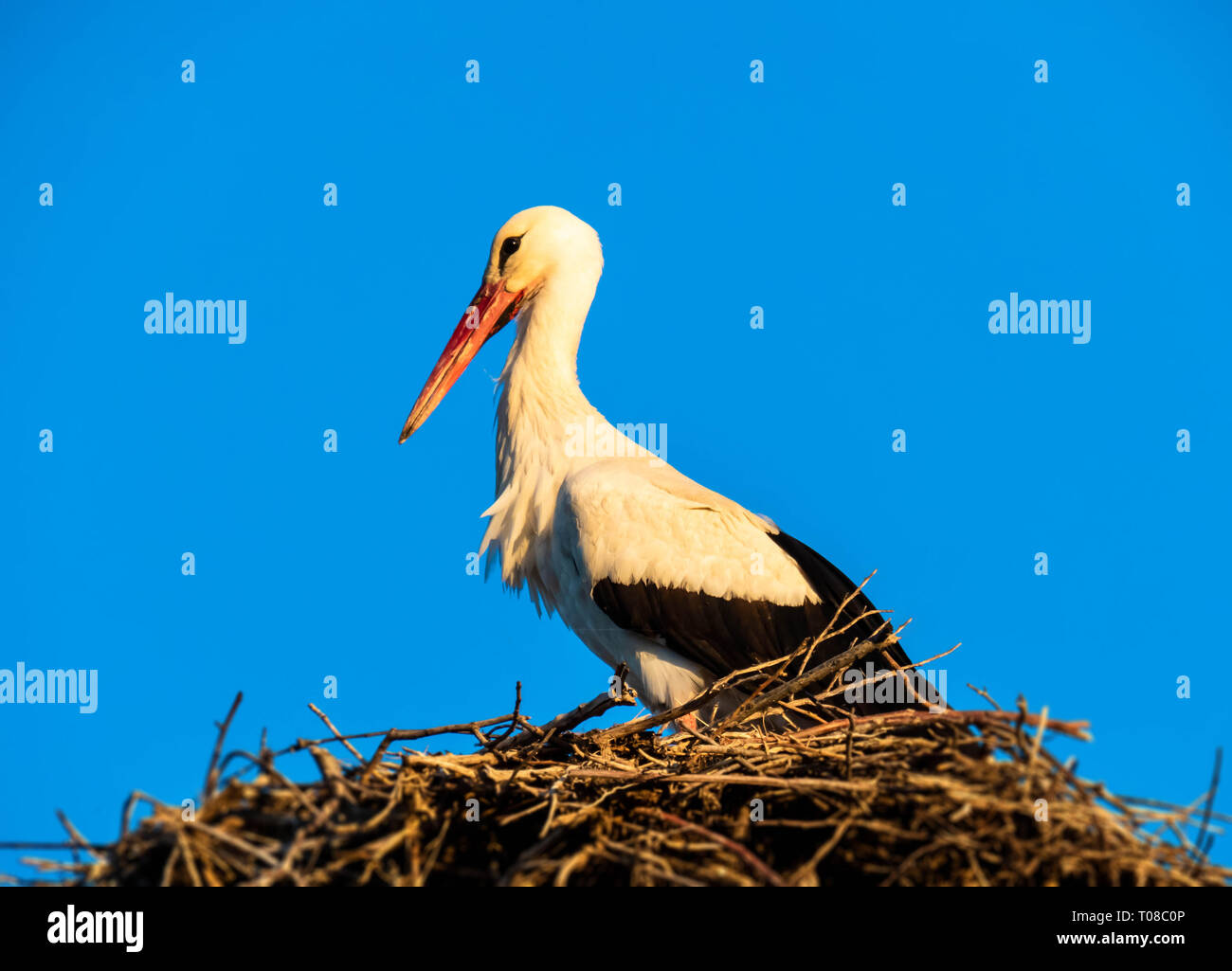 White Stork in nest Stock Photo - Alamy
